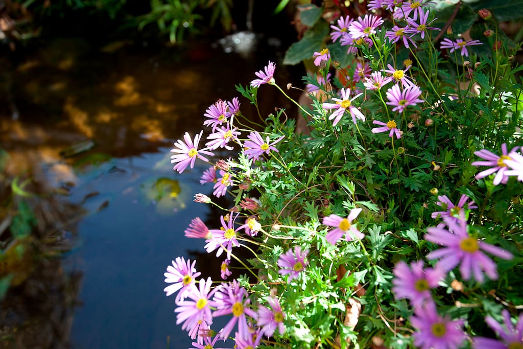 Jerusalem Mountain View & Pool - Garden Apartment - Apartments for Rent ...