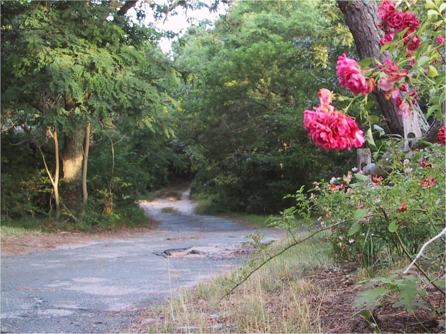 Waterfront * View * on Gull Pond - Houses for Rent in Wellfleet